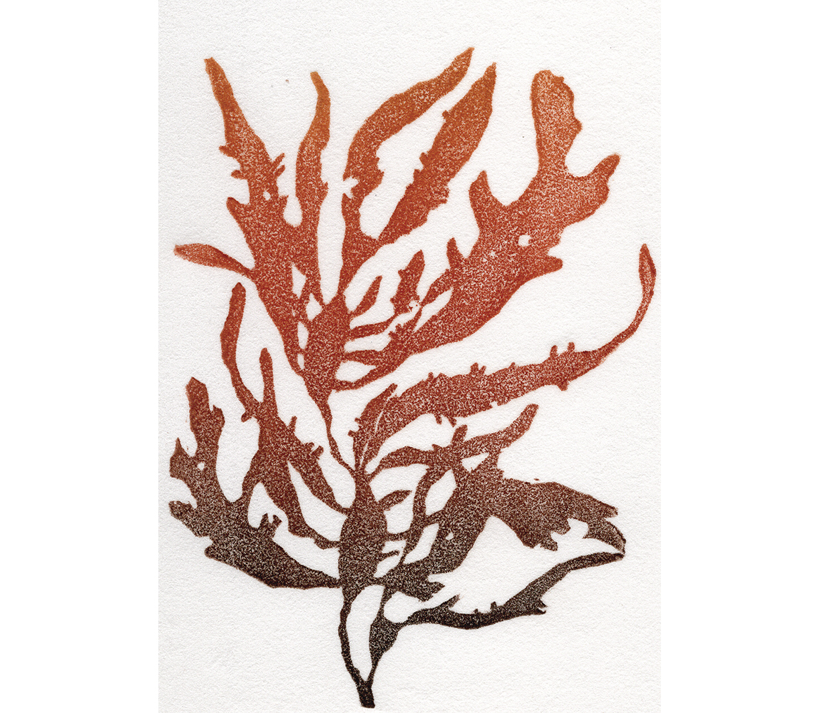 Childhood's End Gallery | “Pacific Dulse” - Kristen Etmund | Olympia ...
