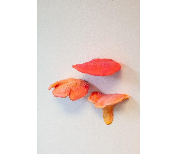 Childhood's End Gallery | "Fluorescent Fruited Fungal Bodies" Cluster 2 ...