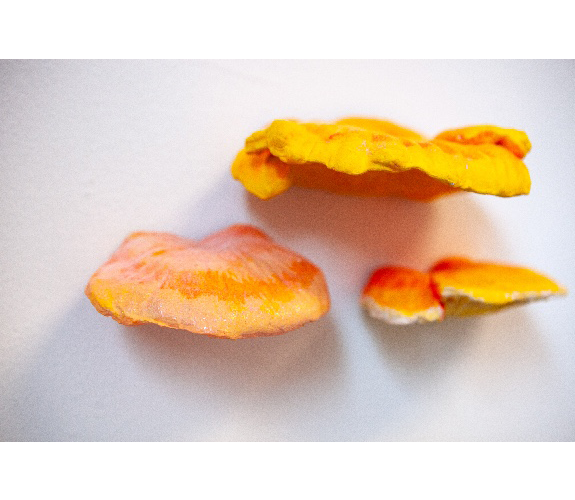 Childhood's End Gallery | "Fluorescent Fruited Fungal Bodies" Cluster 6 ...