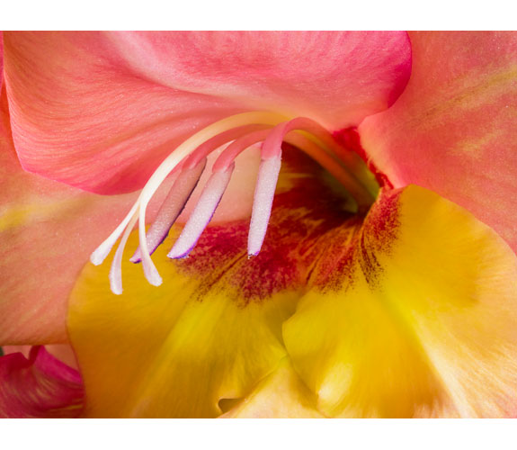 Childhood's End Gallery | "Gladiolus" by Keith Lazelle | Olympia, WA ...