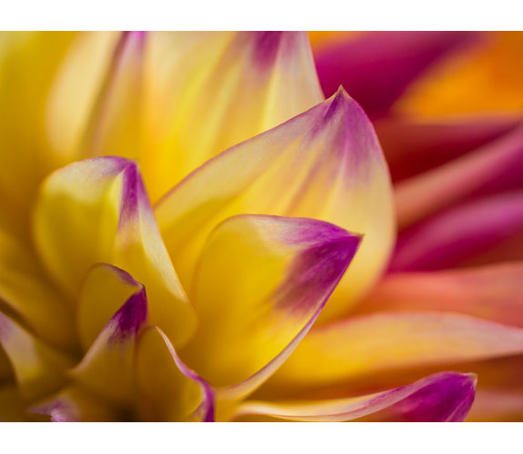 Childhood's End Gallery | "Dahlia" by Keith Lazelle | Olympia, WA Fine ...