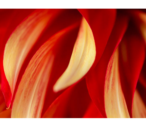 Childhood's End Gallery | Keith Lazelle - Dahlia Petals for Mom ...