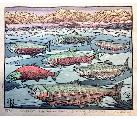 Childhood's End Gallery | Seven Spawning Salmon Species Swimming Salish ...